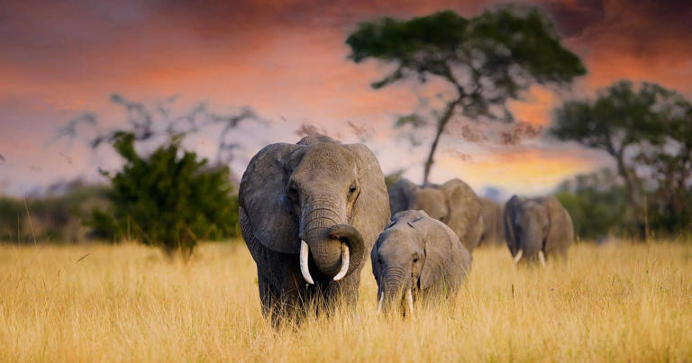 67% fewer dung beetles: The quiet cost of losing elephants