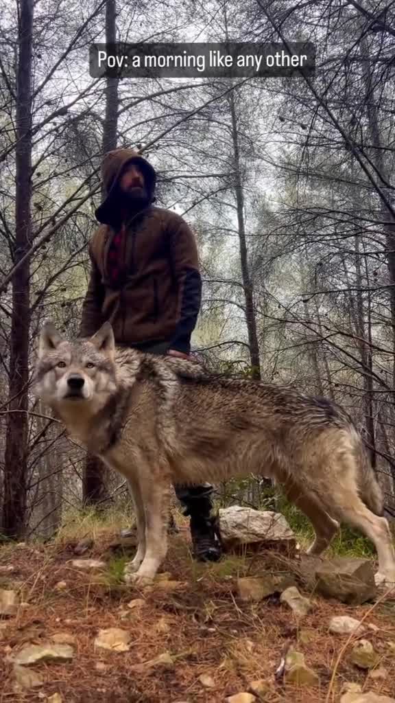 Starting My Day in the Forest With a Wolf Companion