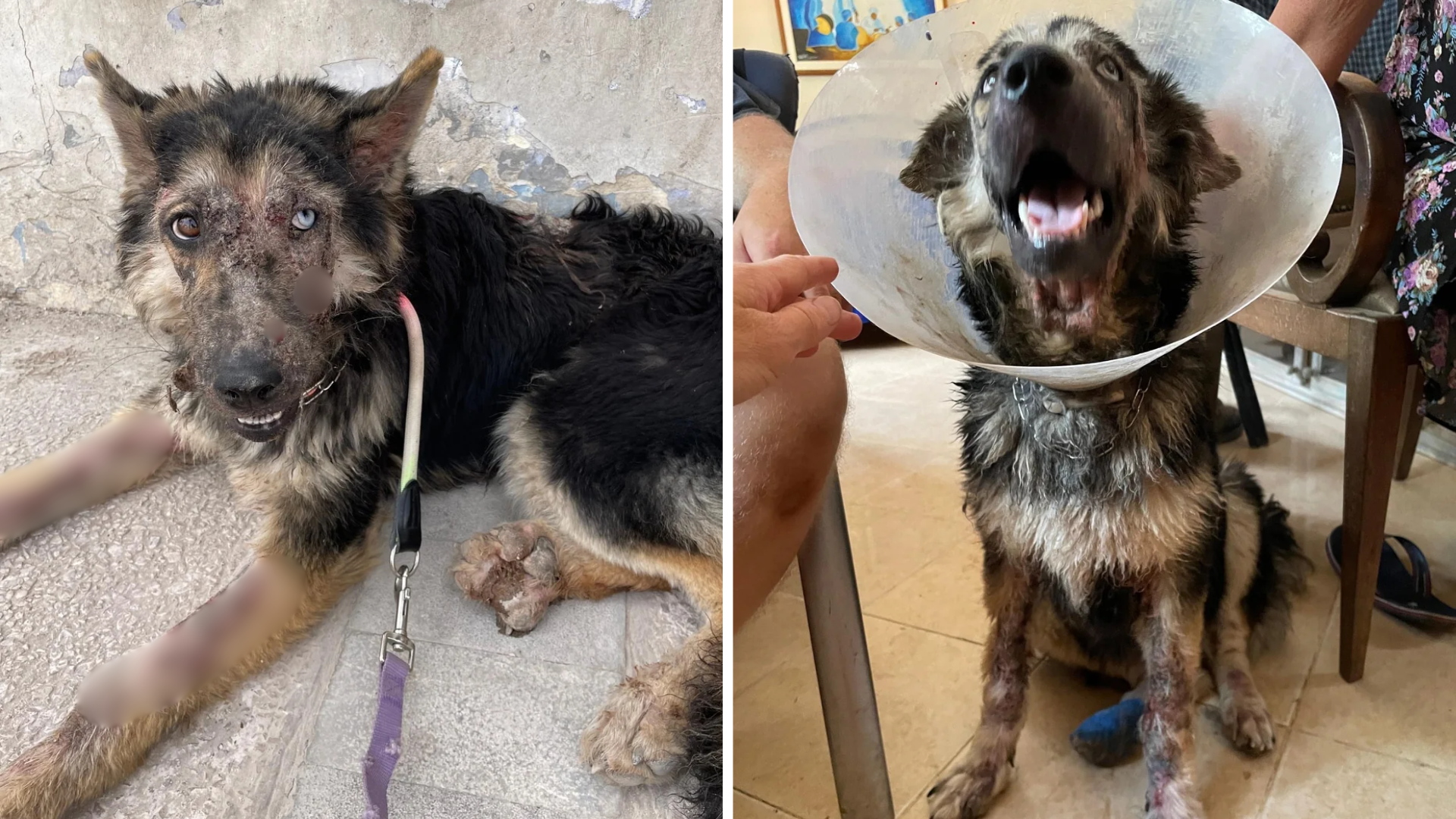 21 Rescue Stories That’ll Melt Your Heart