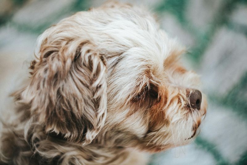 7 Subtle Signs Your Dog May Be Feeling Lonely And 6 That Show They ...