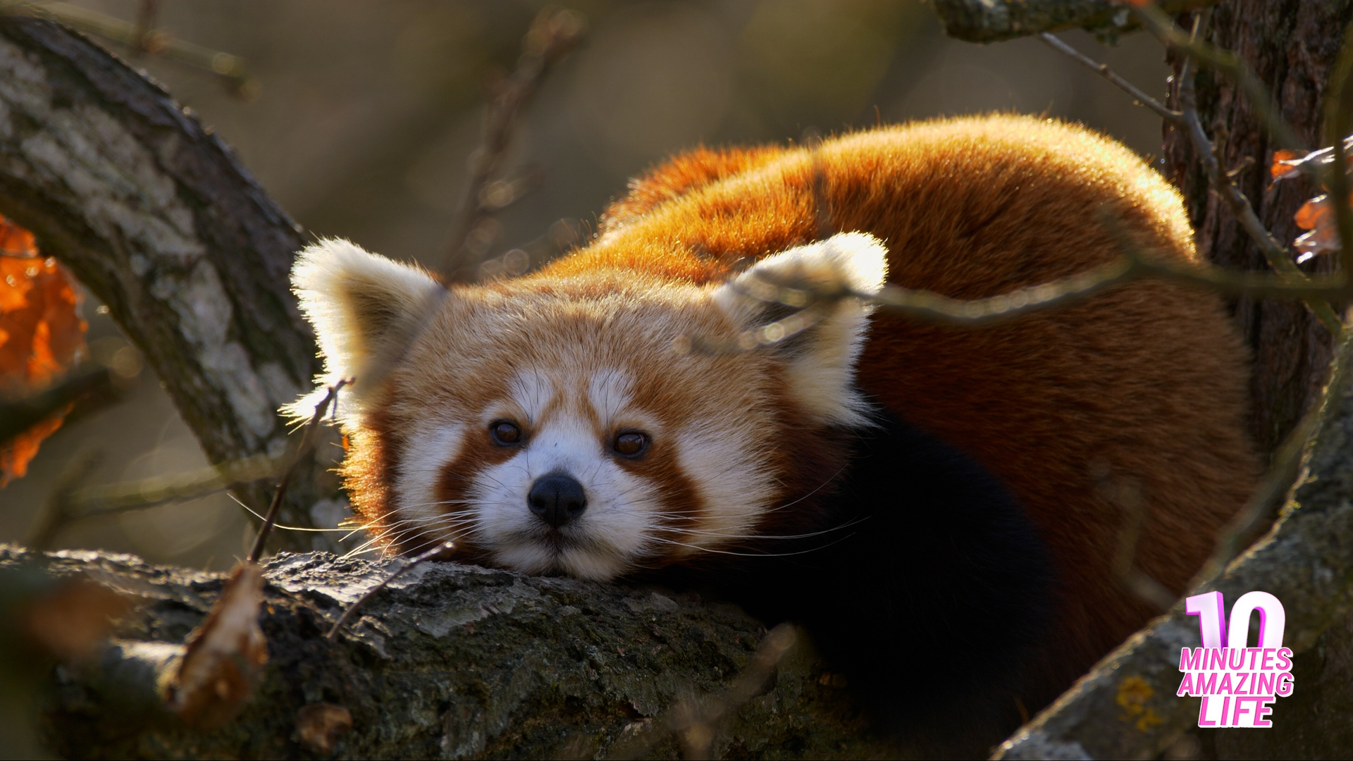 The Red Panda – Life Among the Trees