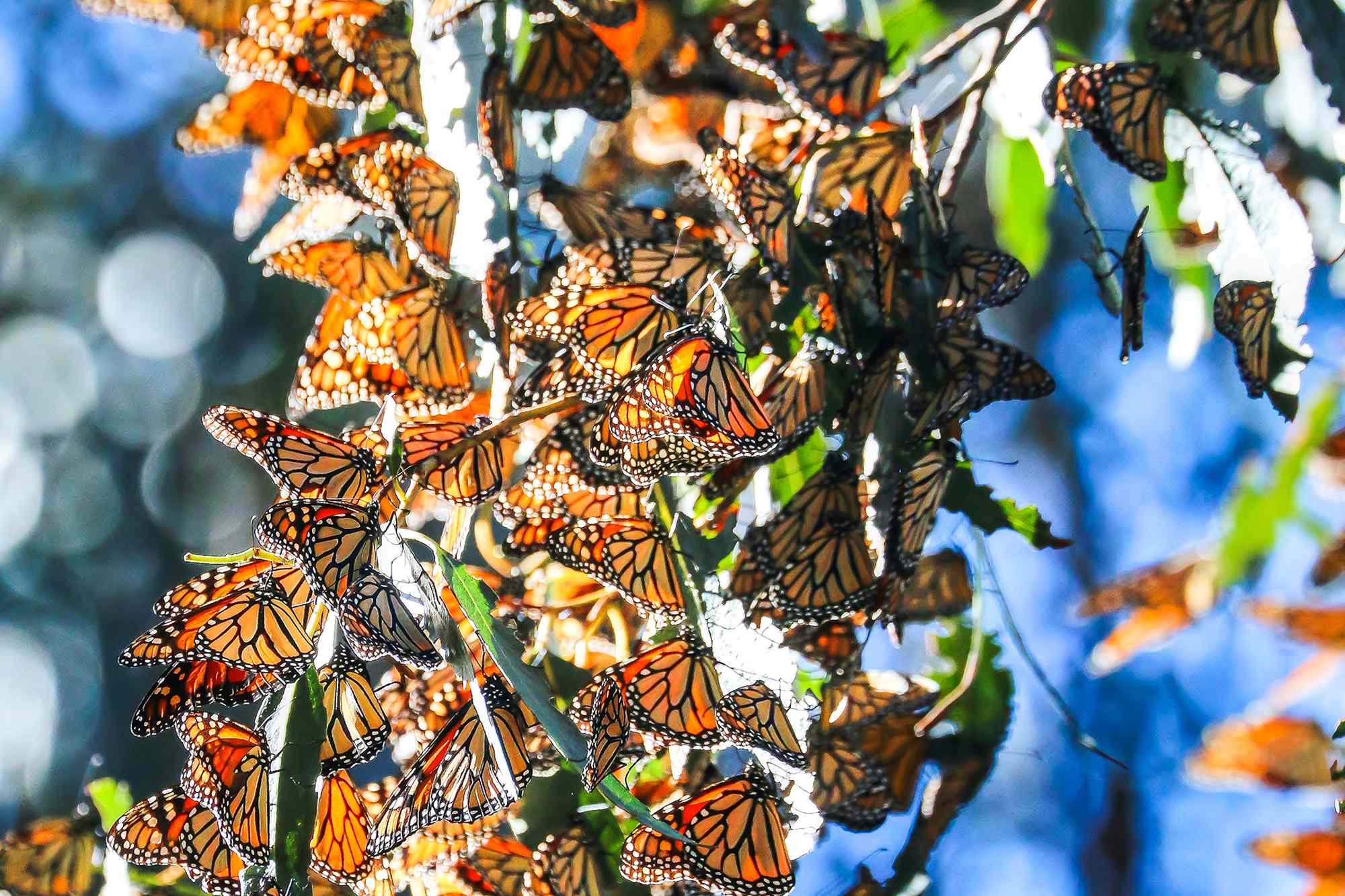 Thousands of Monarch Butterflies Migrate to California Every Fall and ...