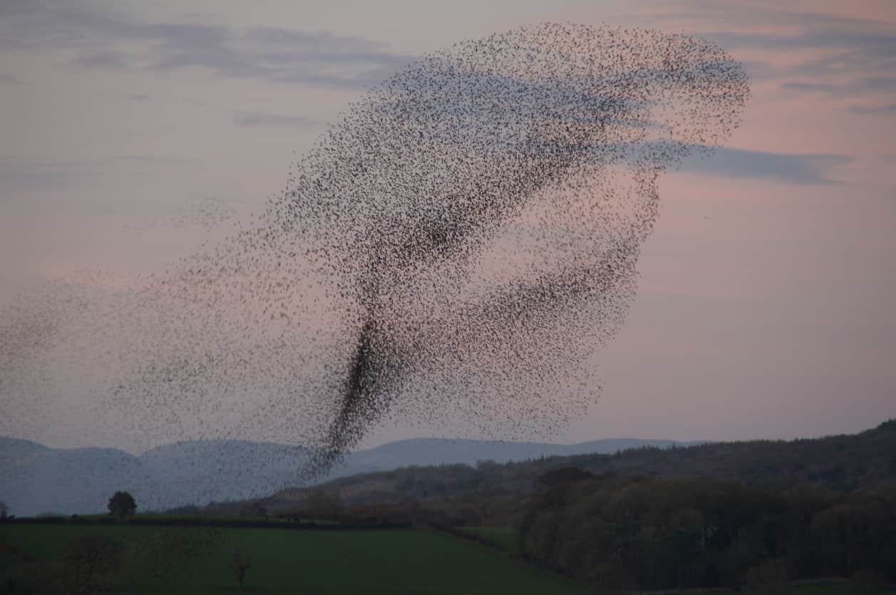 What is Murmuration and How Can You See It?