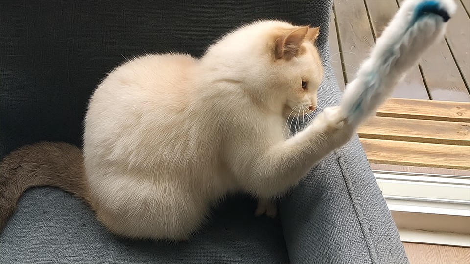 Cat vs. Feather : The Ultimate Standoff