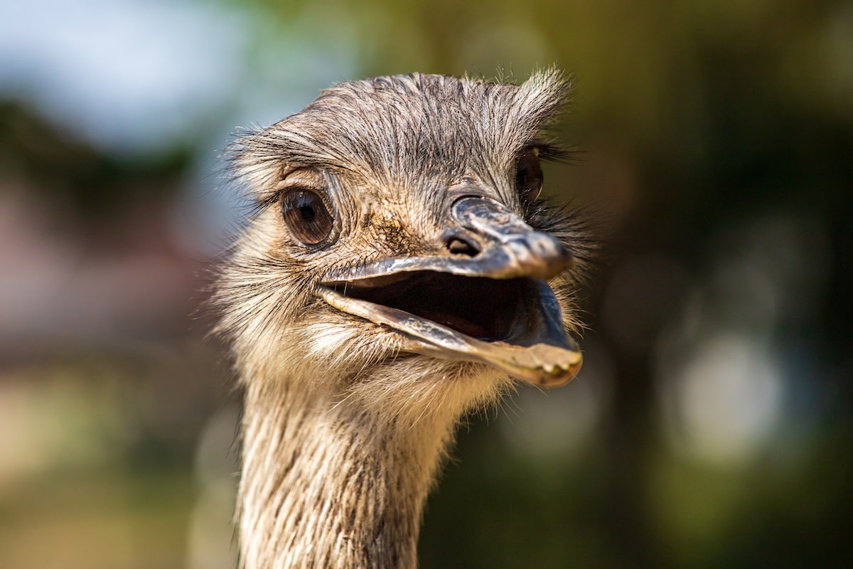 Bird Who Looks Like a Super Glamorous, Tiny Ostrich Has Everyone Obsessed