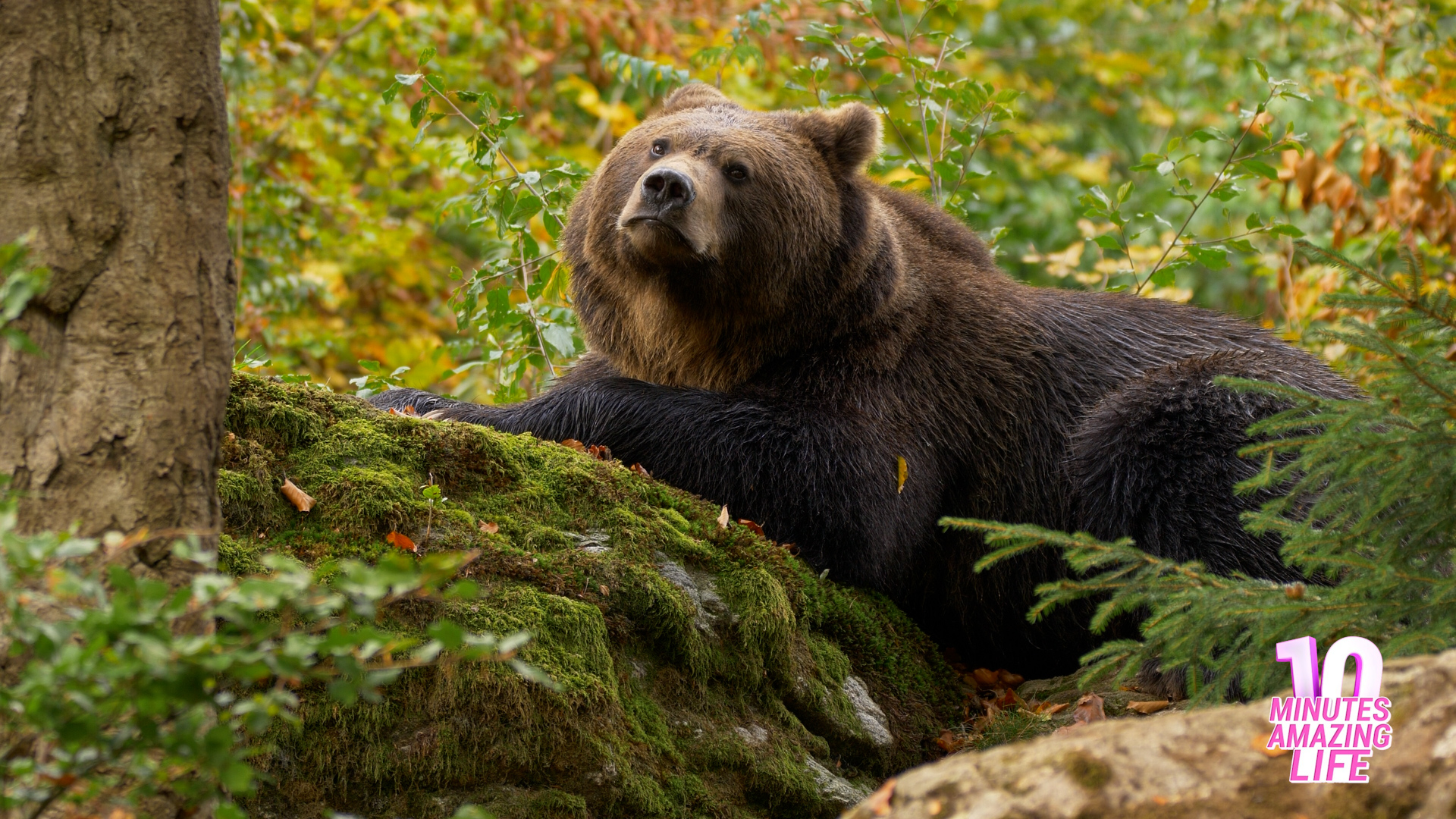 Brown Bear Resting in the Forest