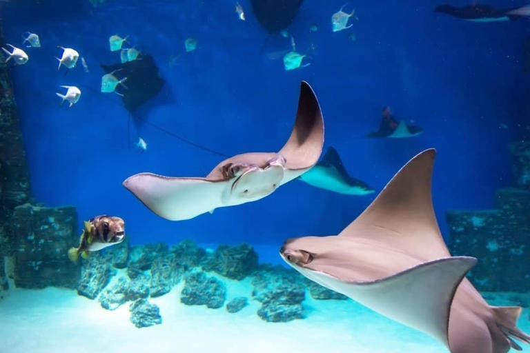 How Do Stingrays Give Birth?