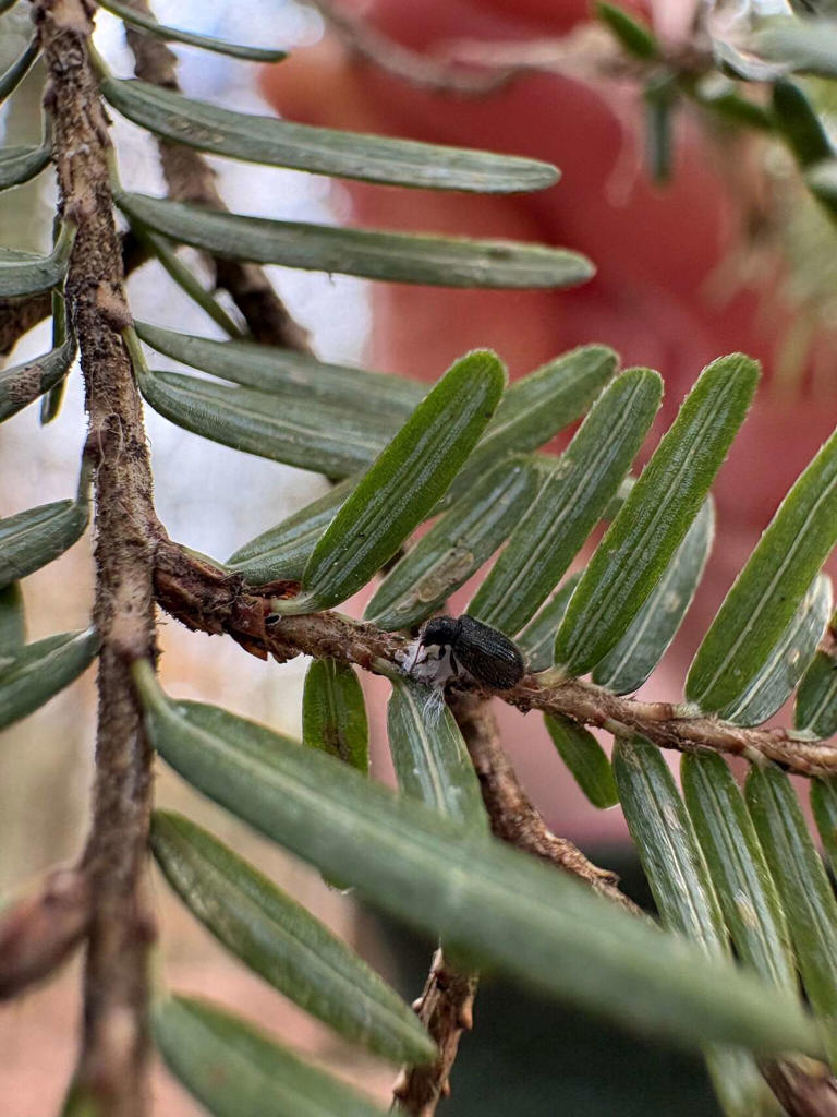 Can a battle of the bugs save New York's hemlock trees?