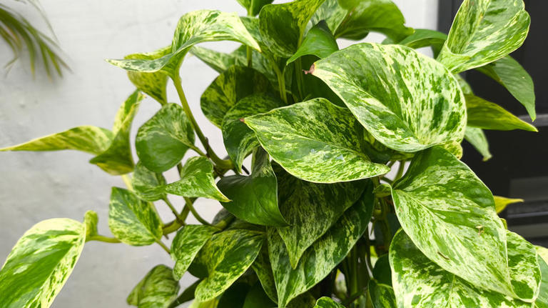 For Fuller Pothos Plants Try This Clever Propagation Method