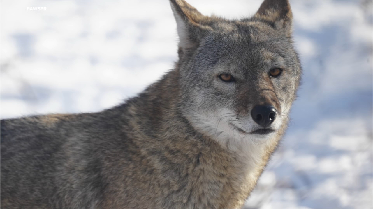 Endangered red wolf arrives at North Carolina Zoo