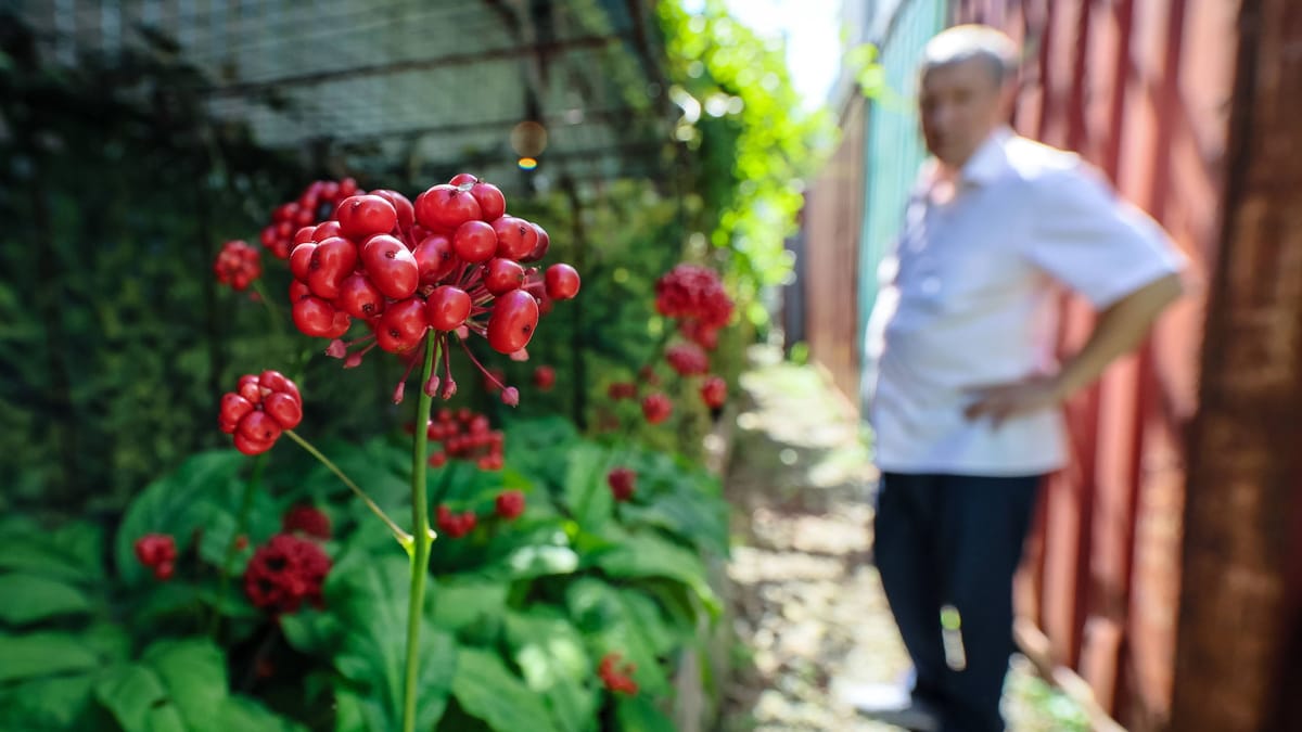 So wächst Europas einziger Ginseng mitten in Niedersachsen