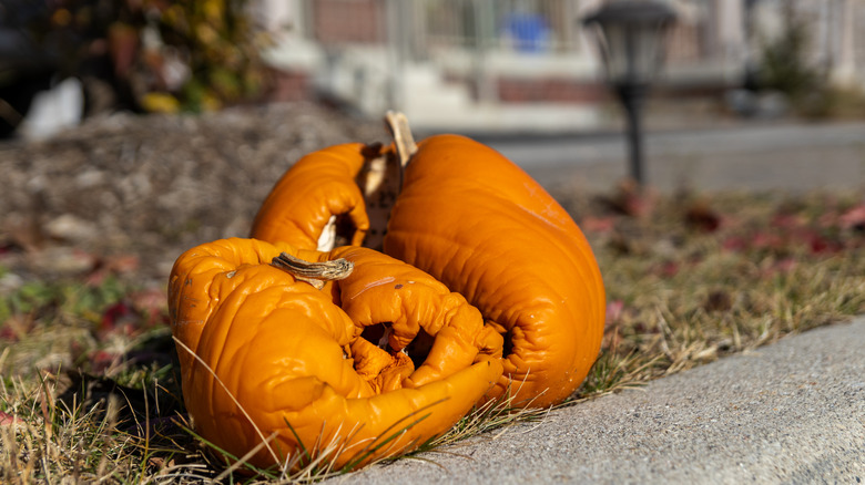 Give Your Garden A Brand-New Look With The Help Of A Rotting Pumpkin ...
