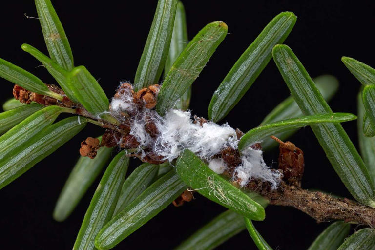 Can a battle of the bugs save New York's hemlock trees?