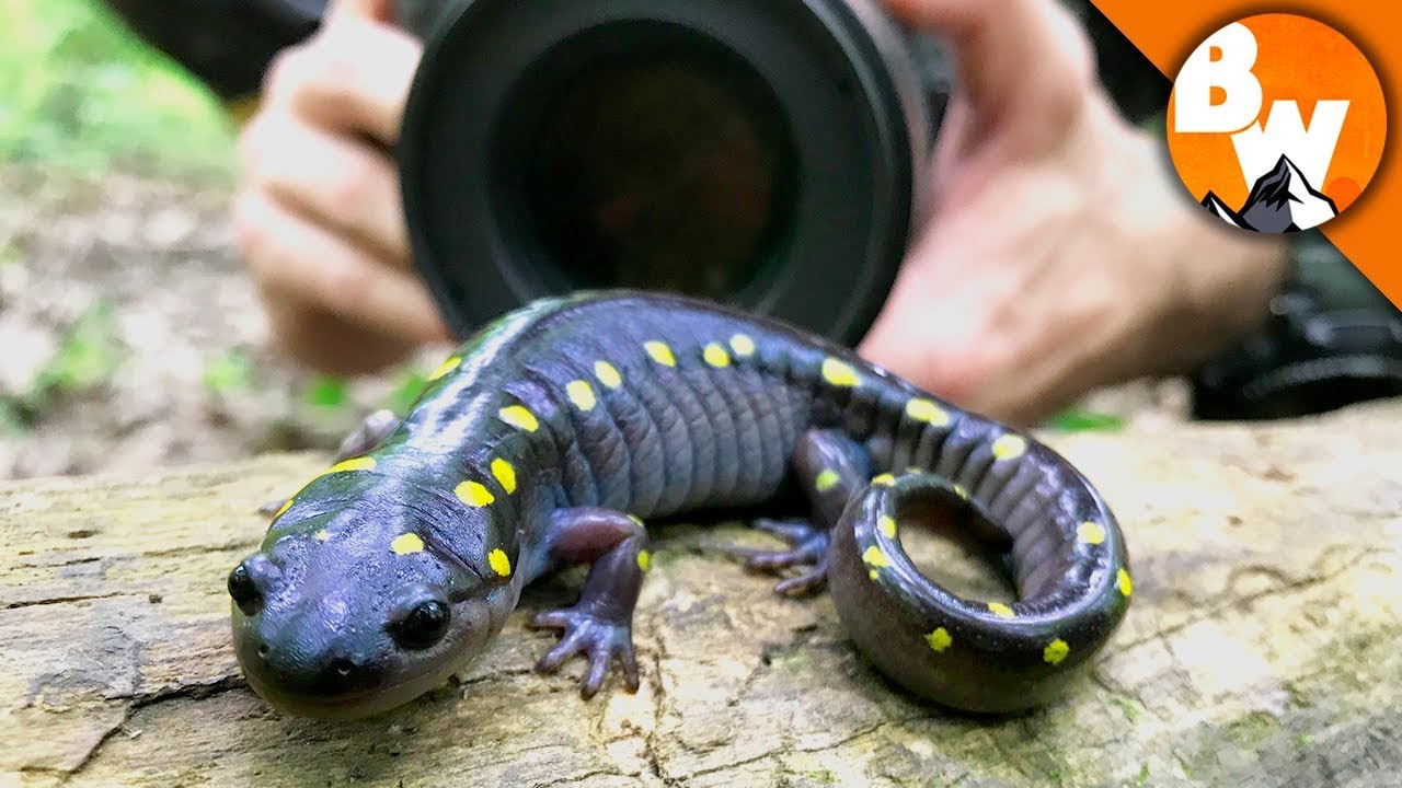 The smiling salamander that went viral