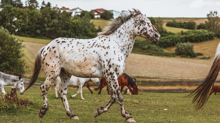 The Knabstrupper: The Spotted Horse Breed Behind Pippi Longstocking’s ...