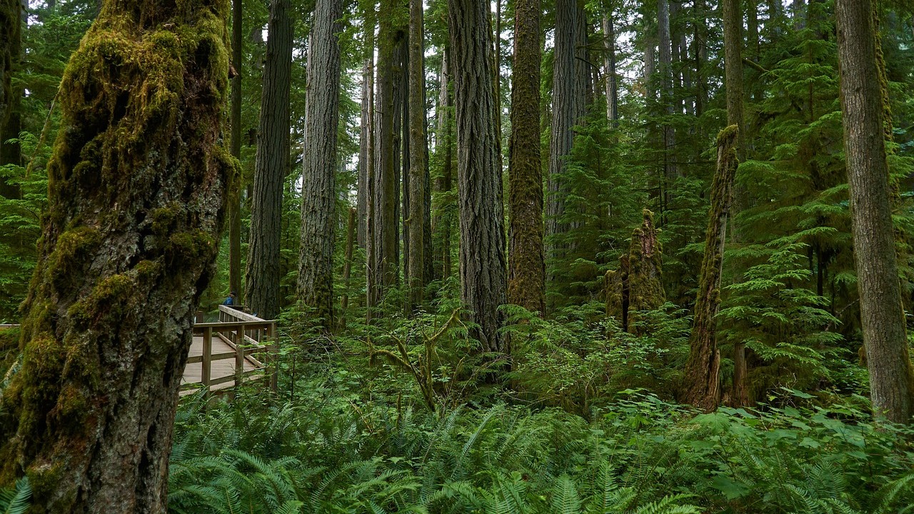 How The Rainforest Creates Its Own Weather - Explained By Ecologists