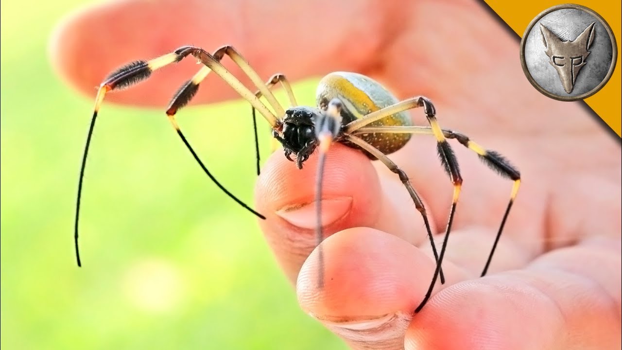 Face-to-face with a giant spider
