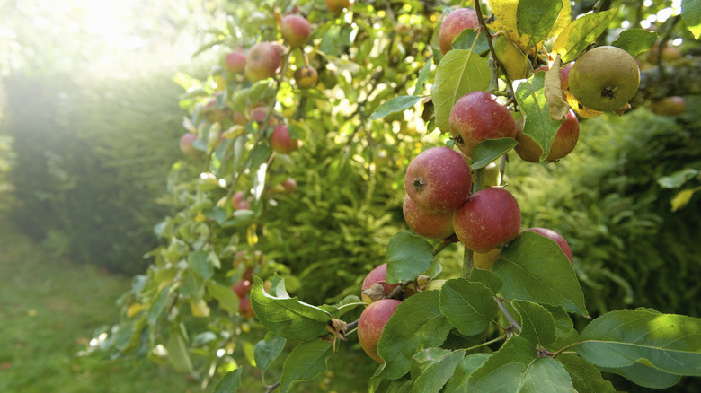 How To Grow And Care For The Red Apple Trees In Your Yard