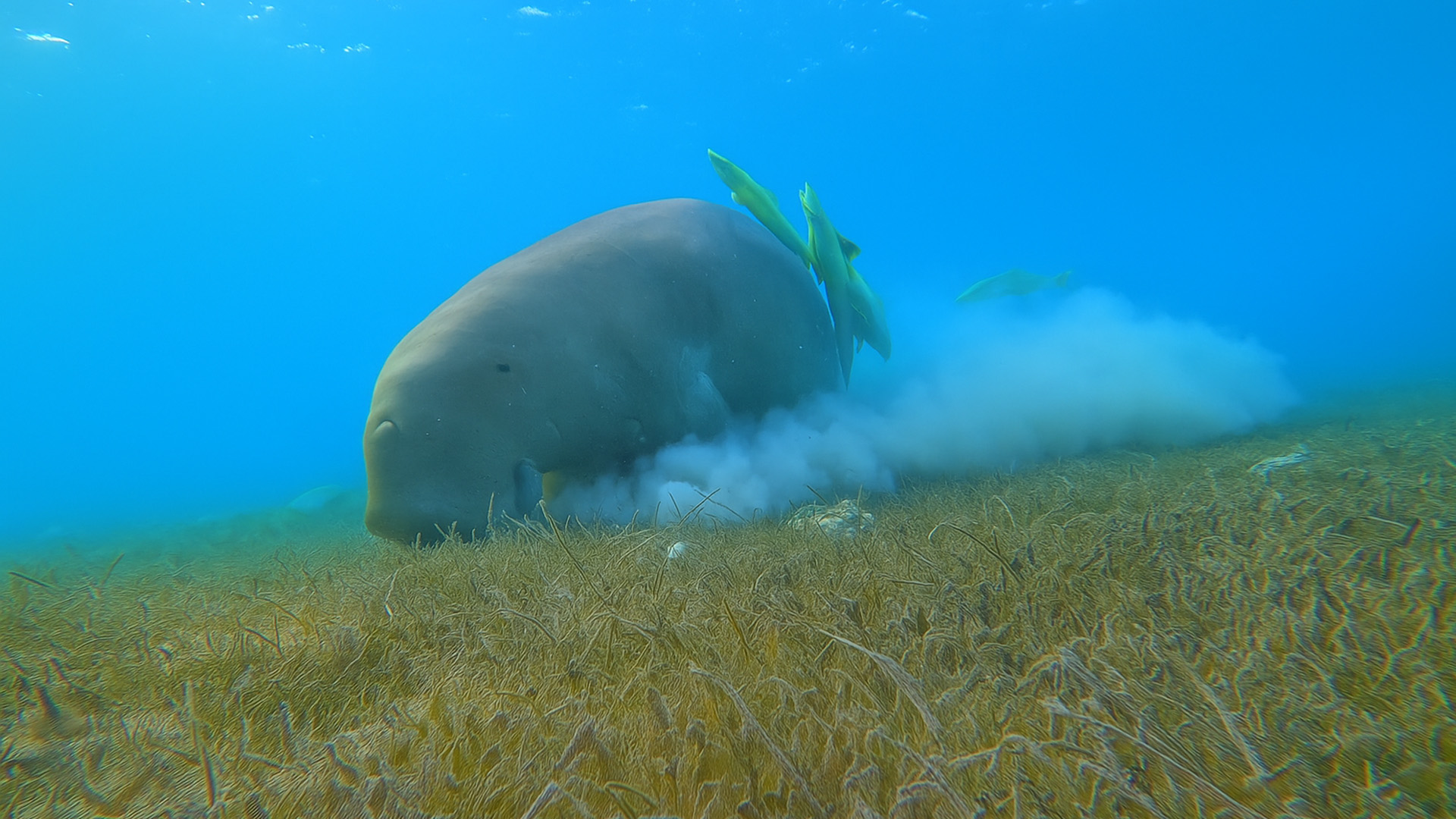 Praterie di fanerogame marine: il rifugio preferito dei dugonghi