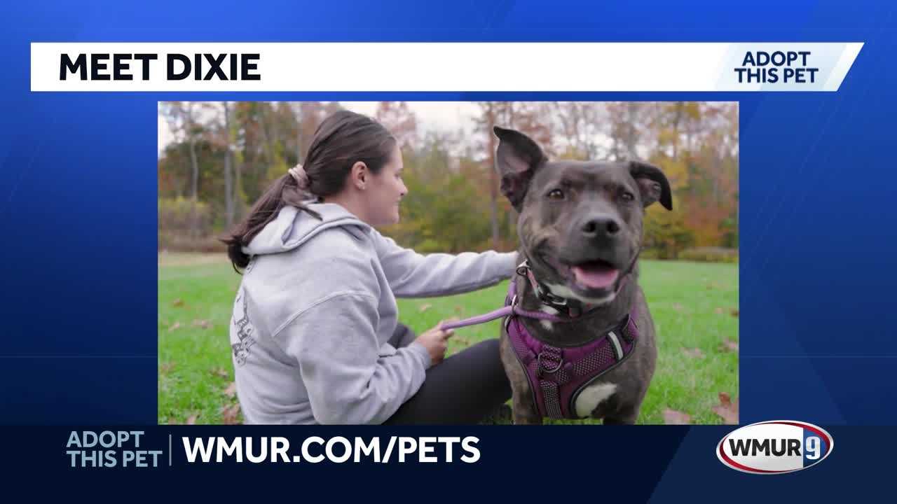 Dixie, a 4 1/2-year-old mixed breed, is ready to share her love with a ...