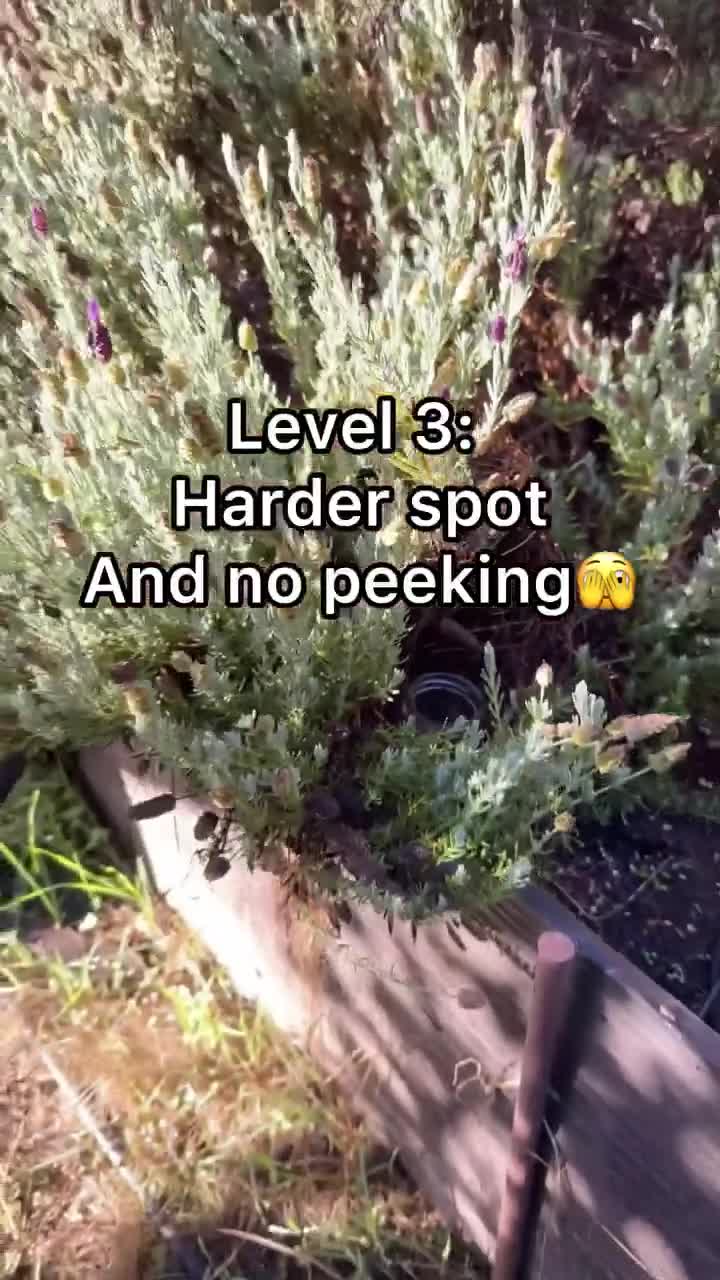 Dehydrating porcini: A forager's secret weapon