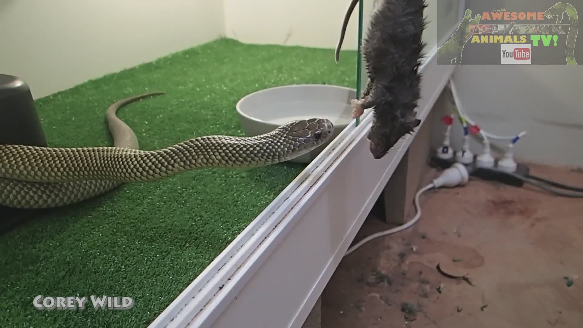 King brown snake encounters in the Australian outback