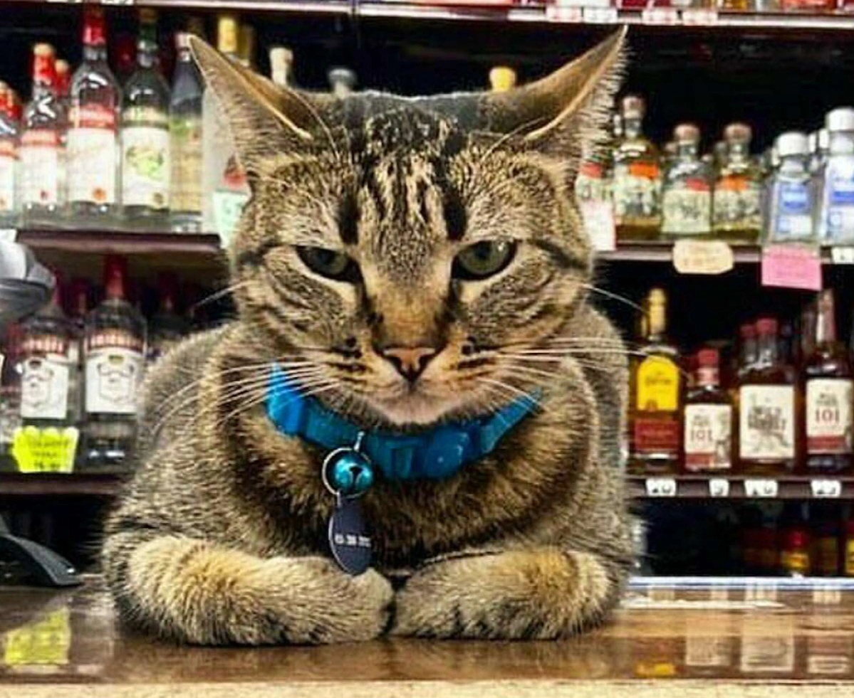 Grandi proteste a San Francisco per la morte di KitKat, un gatto ...