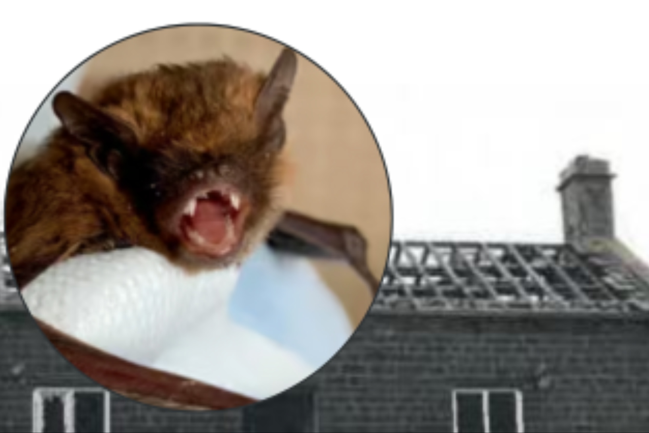 Barnsley builder fined for destroying bat roosts to save money