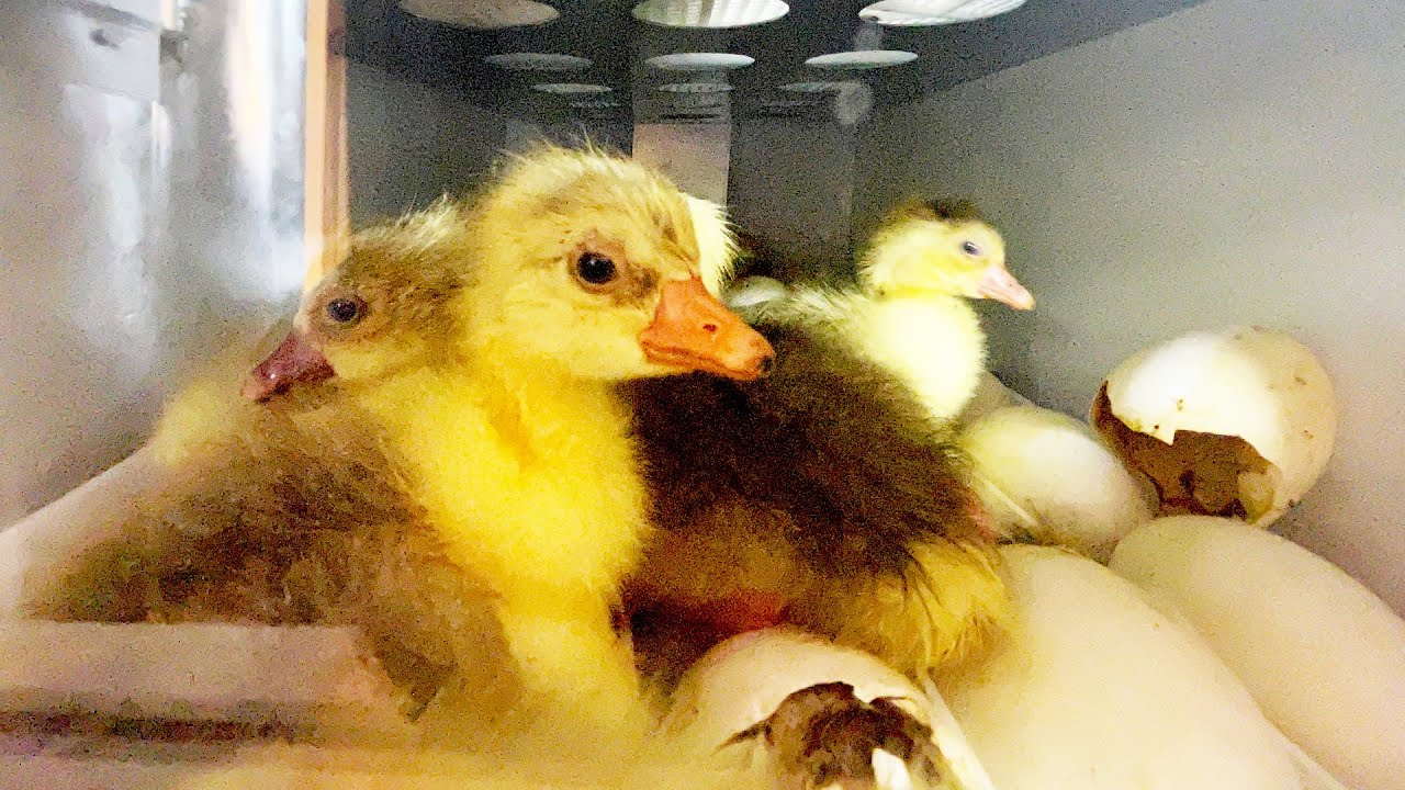 Welcome goslings into the world from hatching start to finish