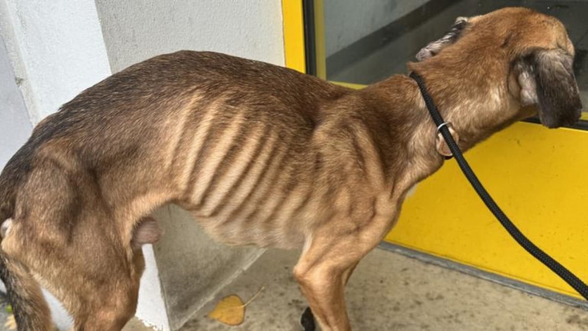 Perros desaparecen sin dejar rastro: un vecino sospecha y realiza un ...