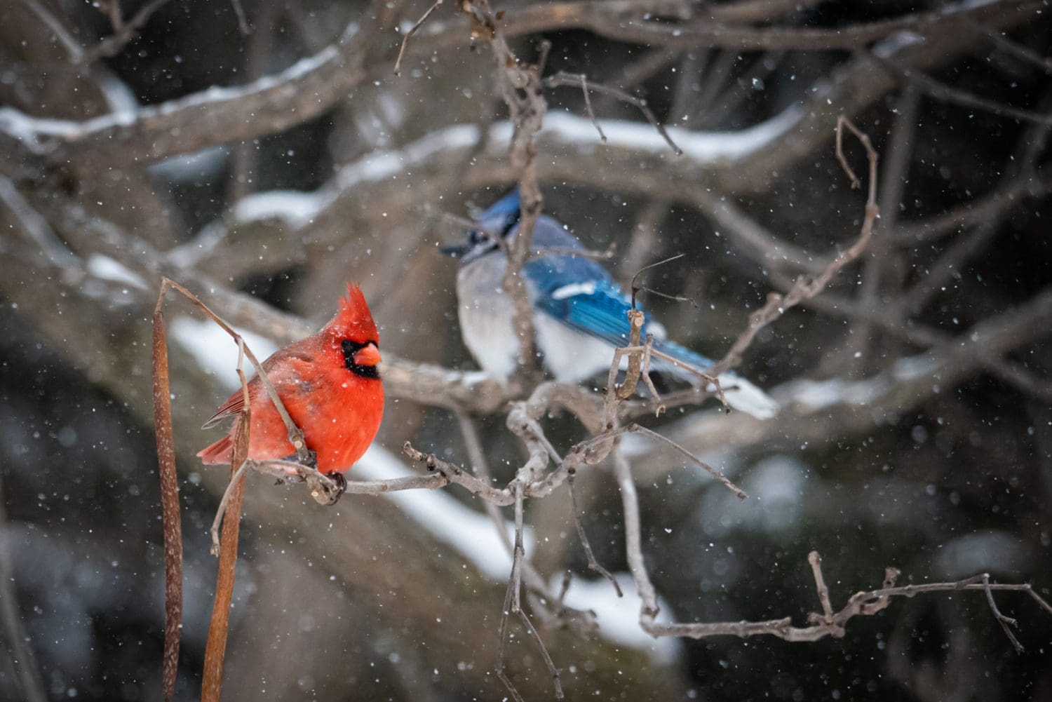 These birds are taking over Virginia’s feeders this winter