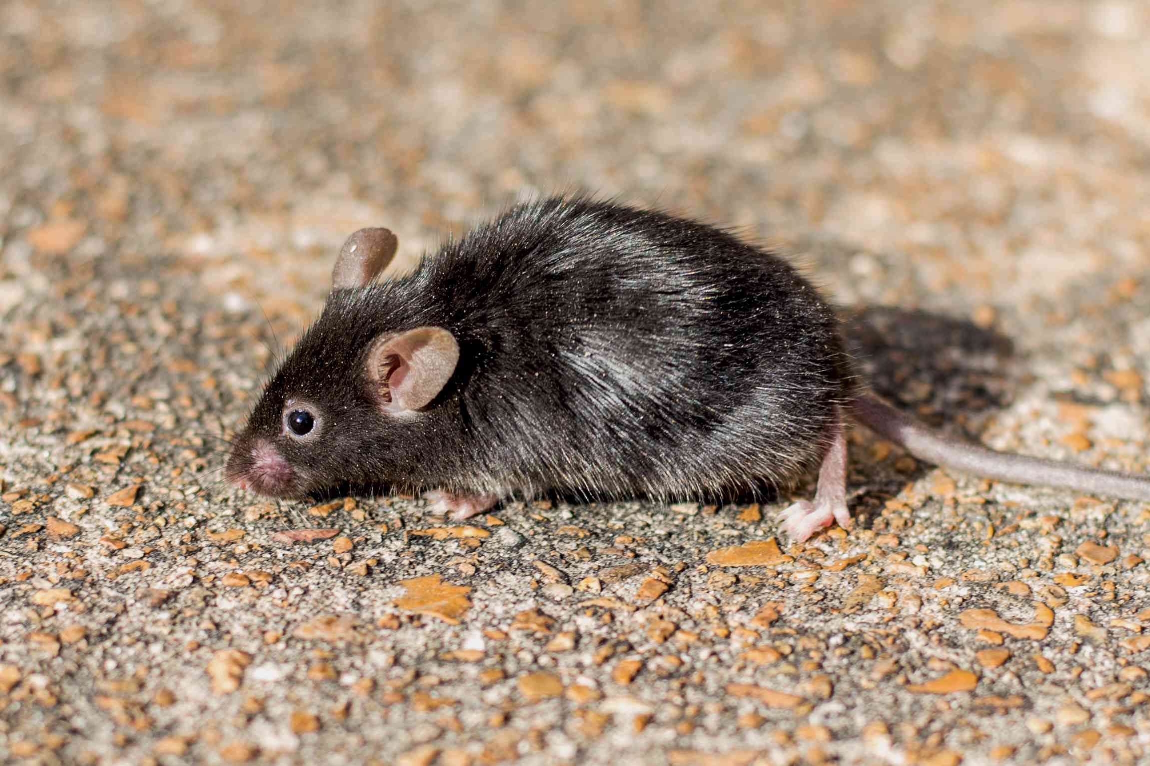 We asked a pest pro for his go-to method to naturally repel mice—and it ...