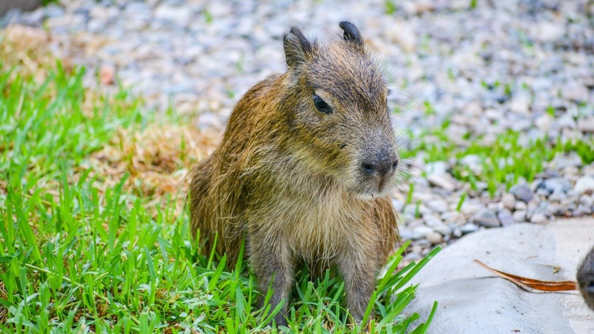 The hidden risks of keeping a capybara as a pet that you should know about