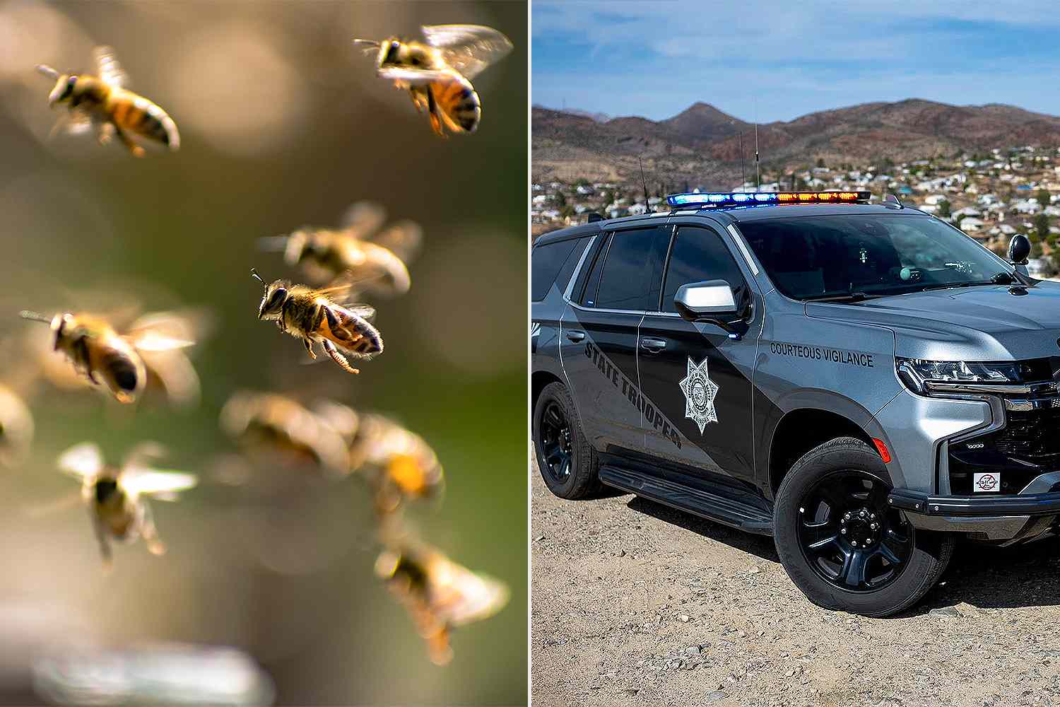 Pedestrian Killed in Freak Accident After a Swarm of Bees Stung a ...