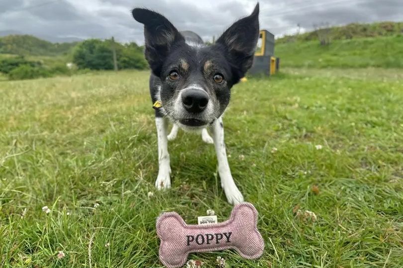 Famous Dogs Trust pooch who met TOWIE's Pete Wicks still looking for ...
