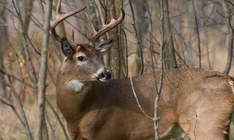 Large forests hide deer well, these 12 scouting strategies explain how ...