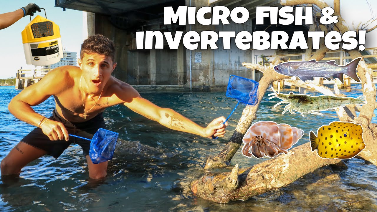 Catching micro fish and invertebrates for my saltwater bait tank!