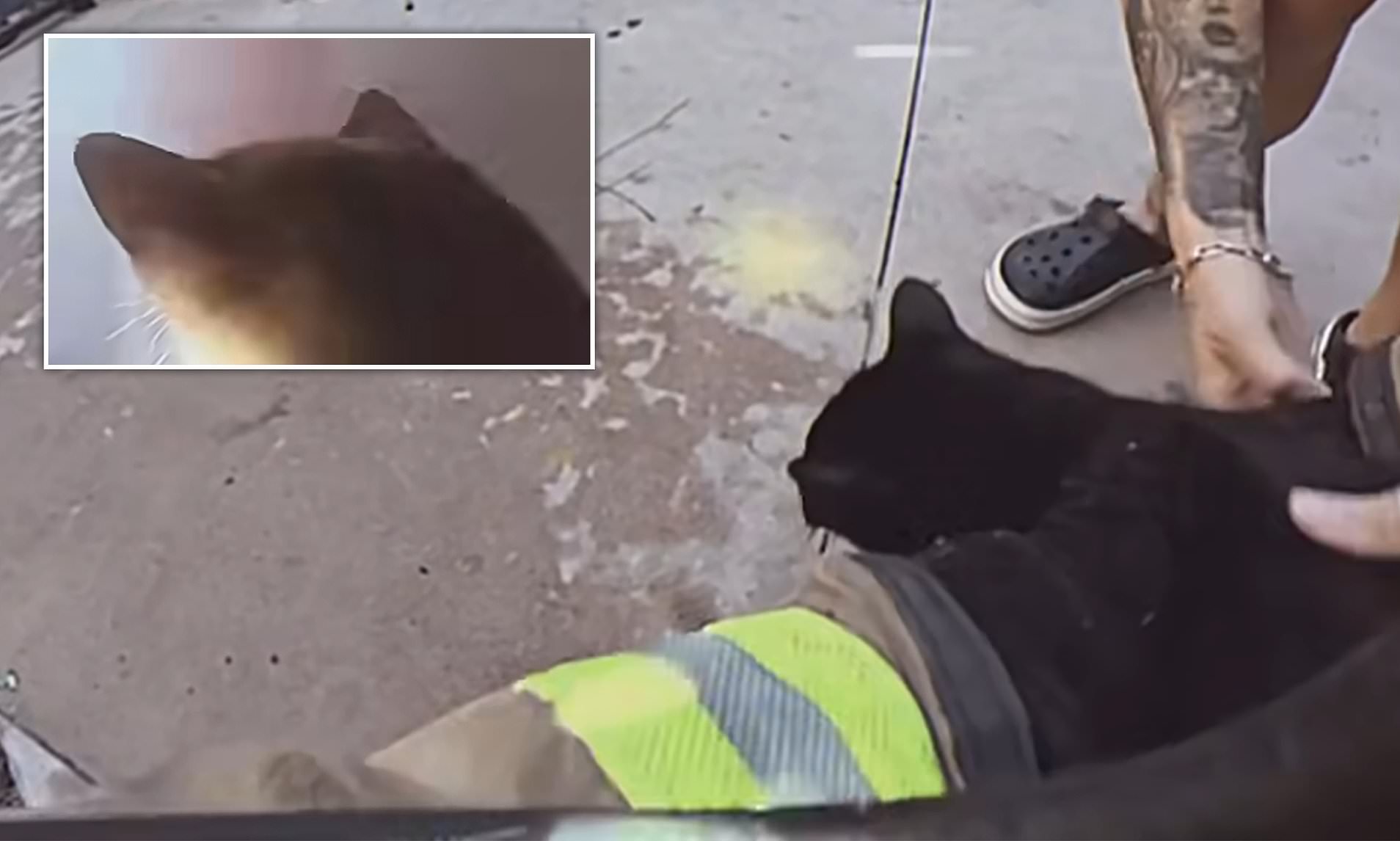 Dramatic moment pair of meowing orange and black cats are saved from ...