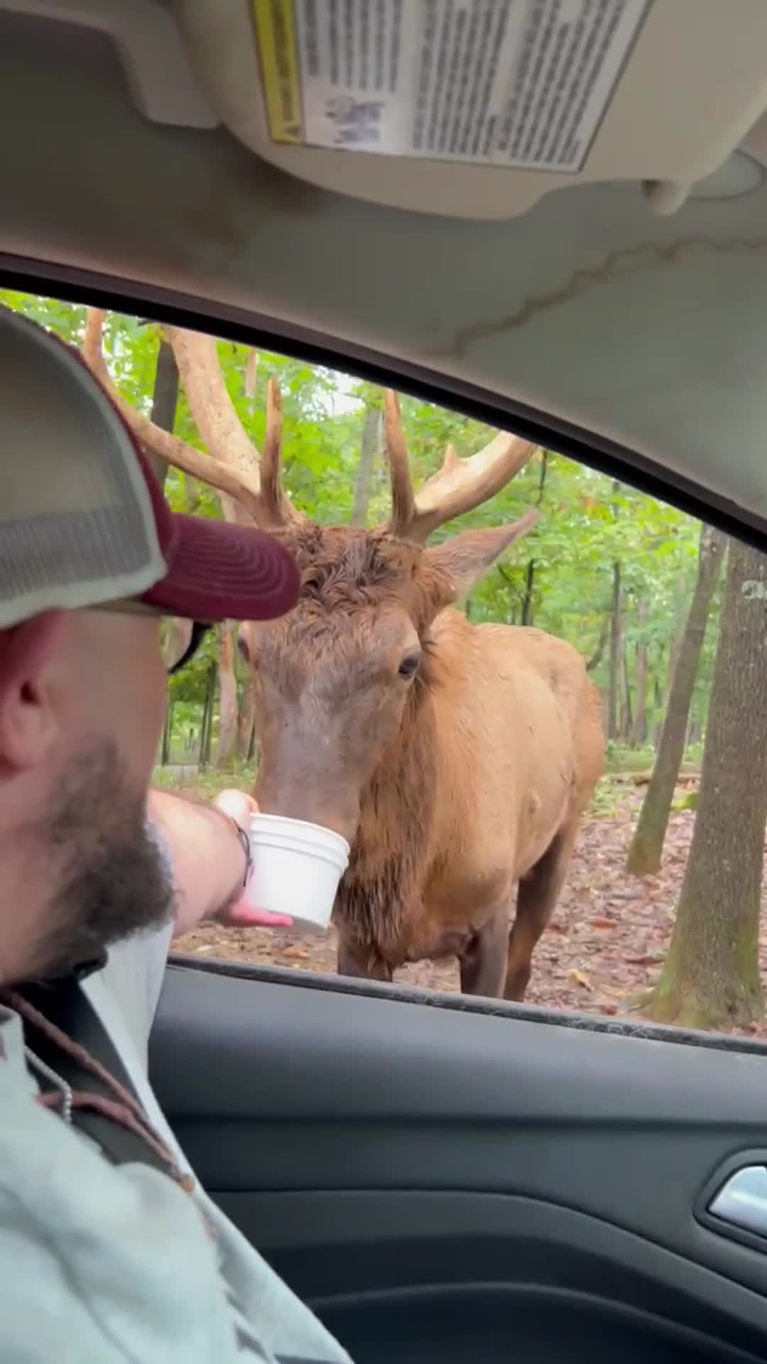 Close Encounter with a Curious Elk in the Woods