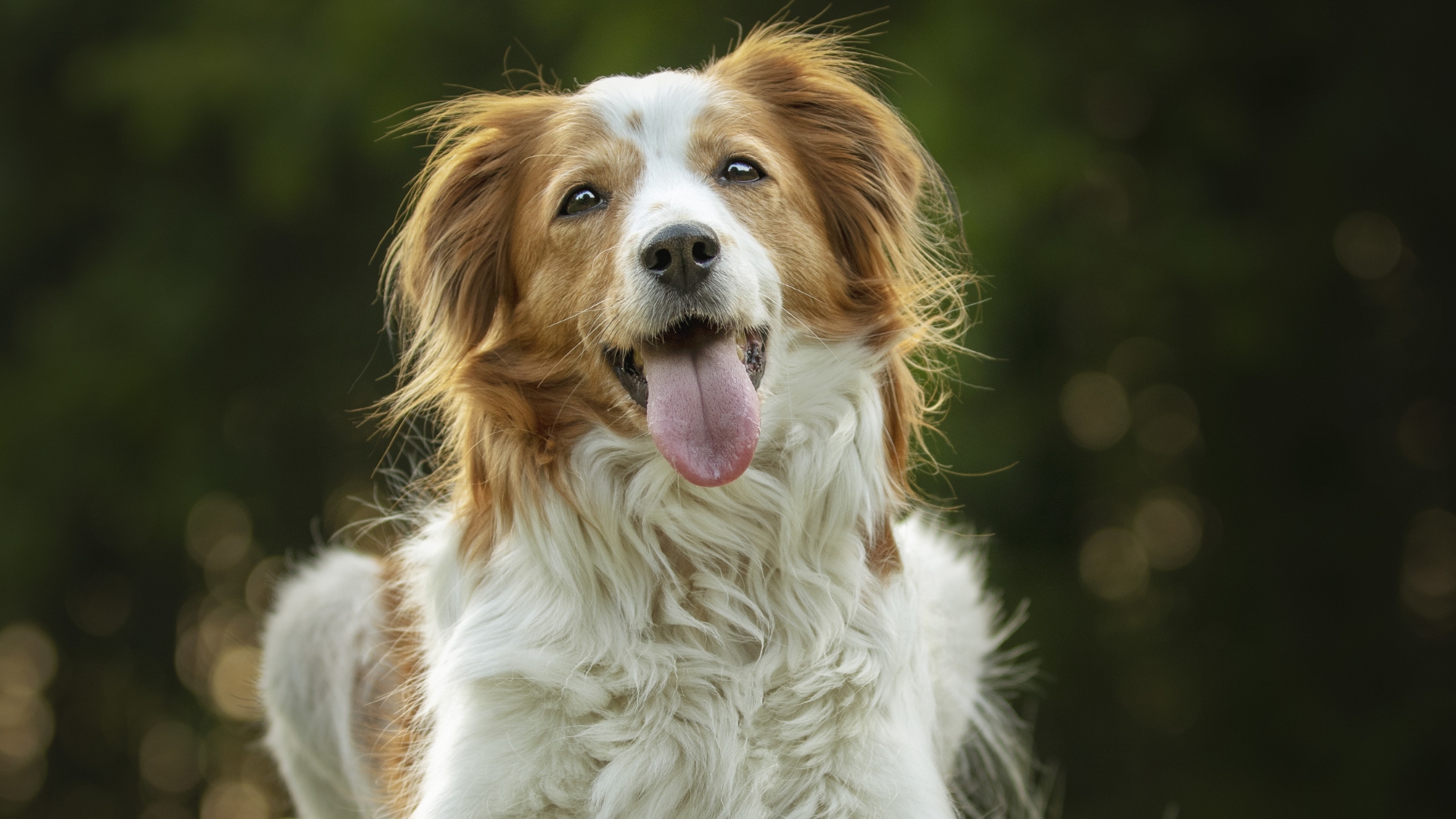 These 8 words your dog needs to hear to feel loved