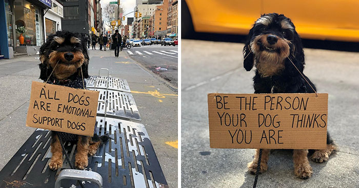 35 Funny Protest Signs From ‘Dog With Sign’ Who Has 174k Followers (New ...