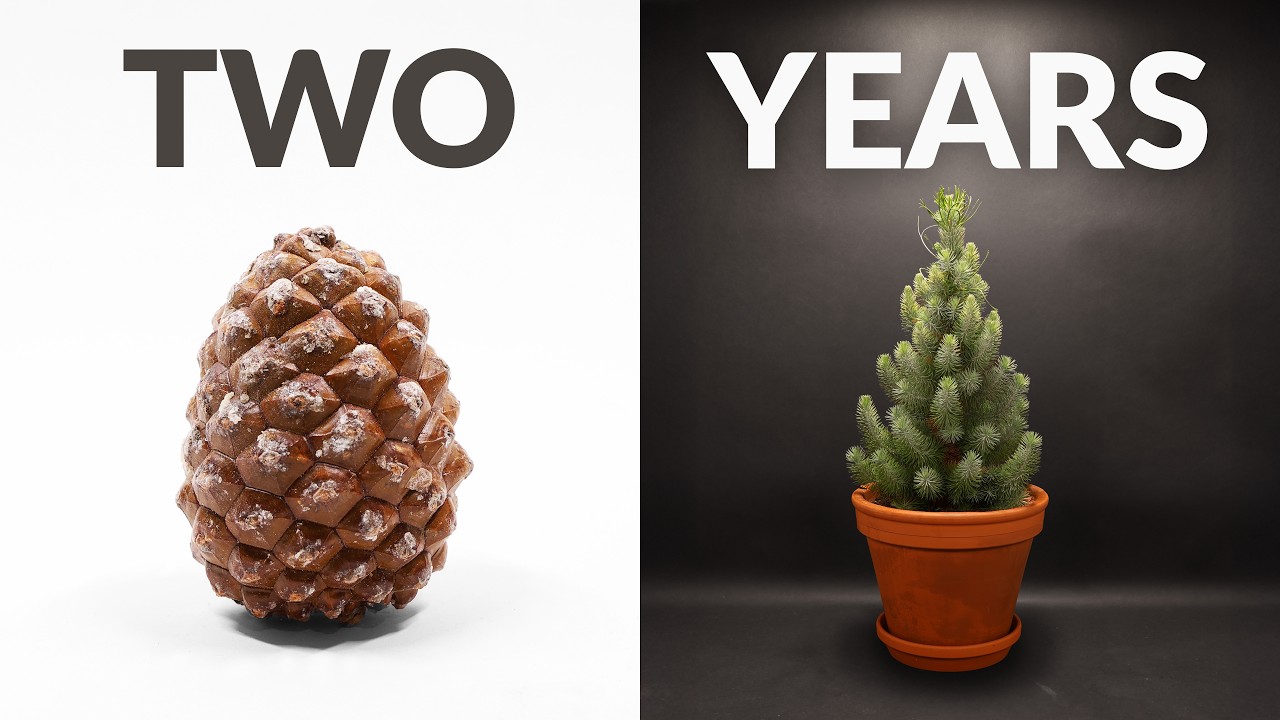 Watch a pine cone turn into a tree 🌲 | 2-year growth time-lapse