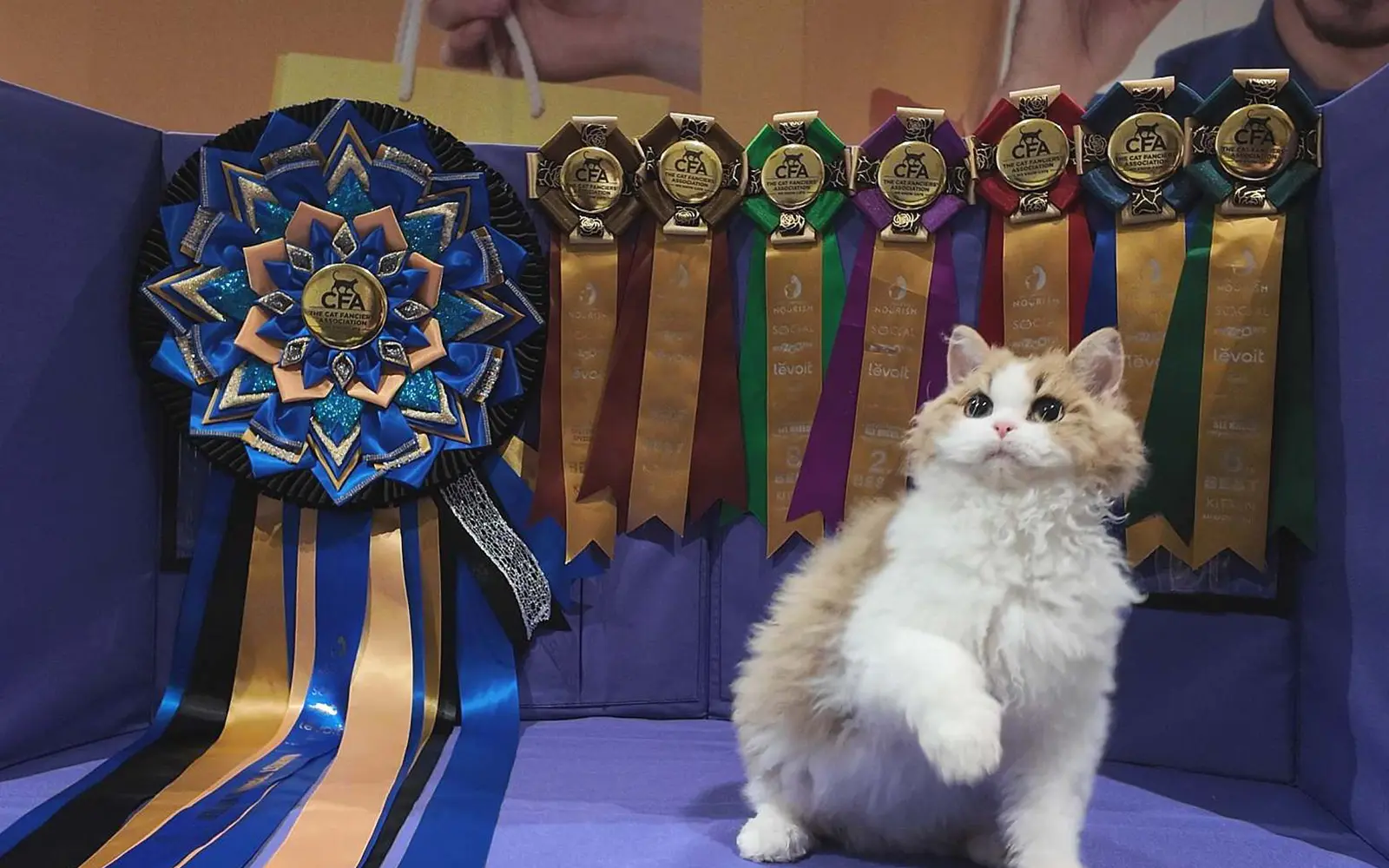 Meet Akiko, the cat with the grace of a Japanese lady