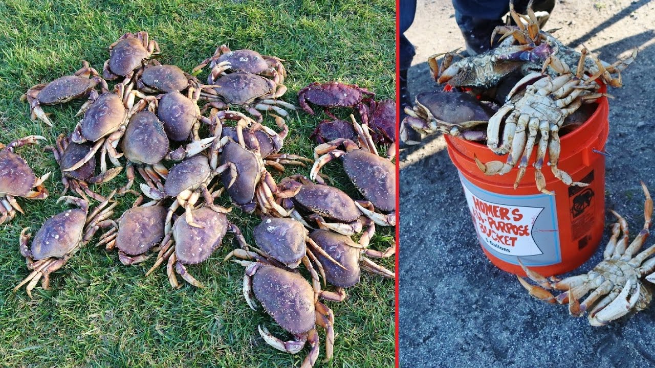 I caught crabs from shore using this snare! 🦀