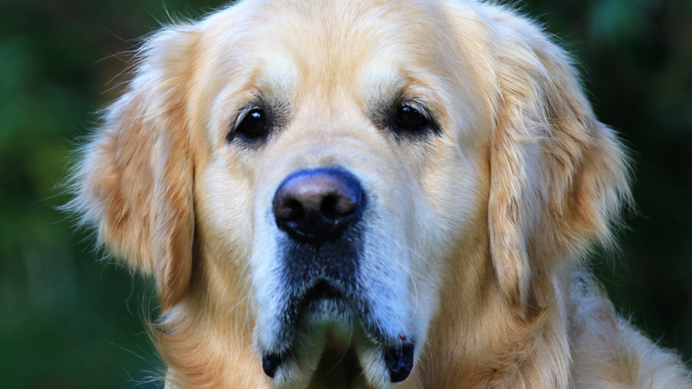 Golden Retriever Throwing a Temper Tantrum Because He Wants a Snack Is ...