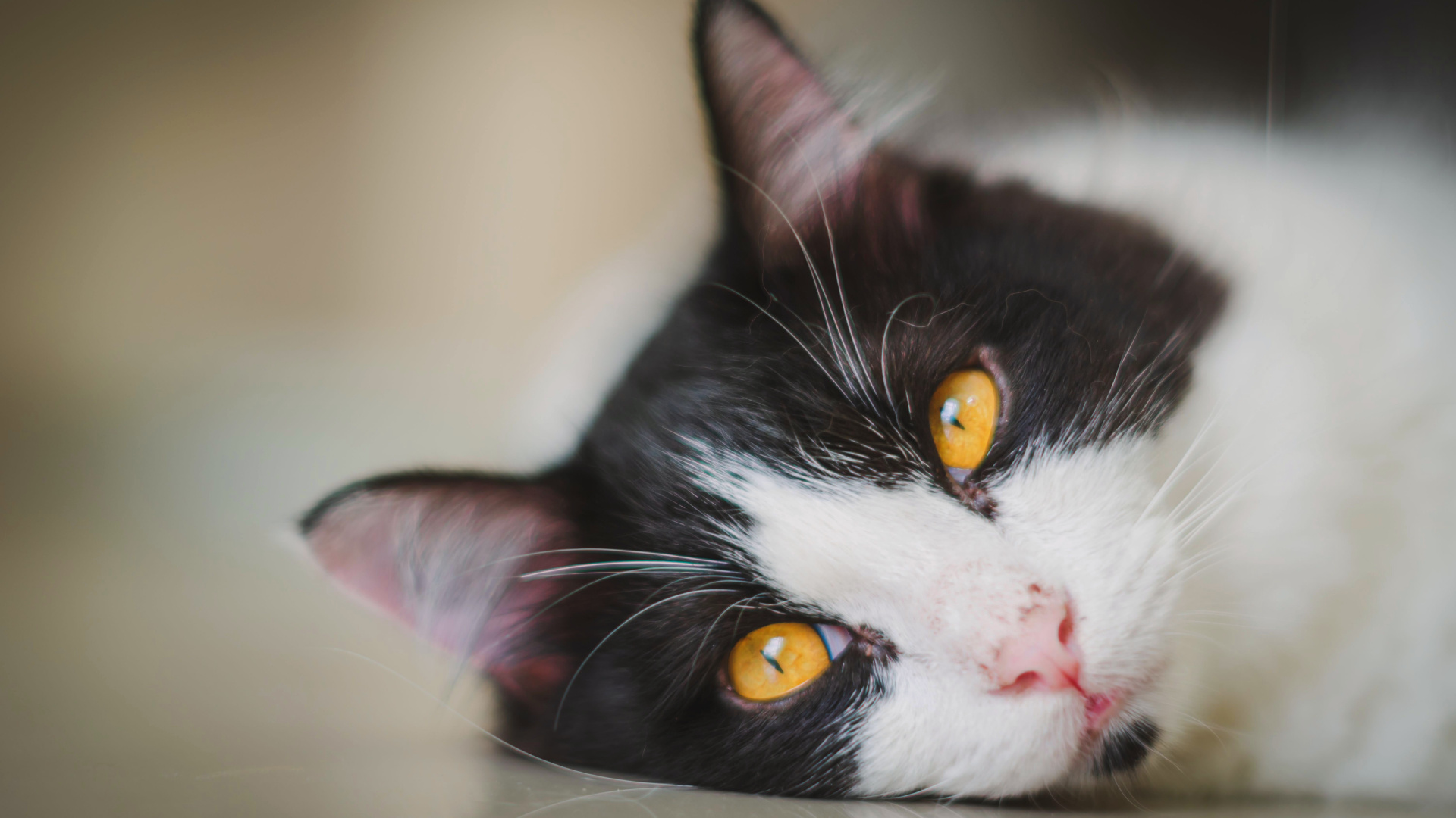 What Your Cat’s Coat Colour May Reveal About Their Personality