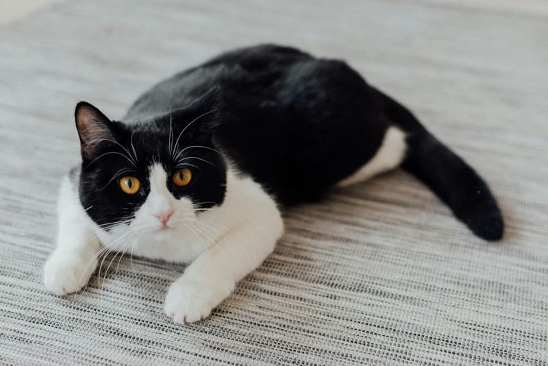 What Your Cat’s Coat Colour May Reveal About Their Personality