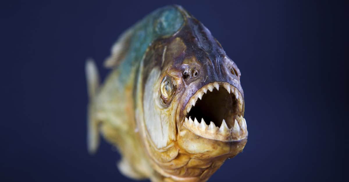 7 South American rivers with the highest piranha populations