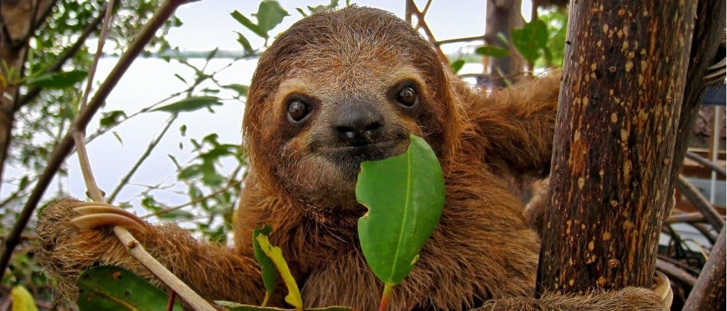 10 Animals That Don’t Sleep Like Us