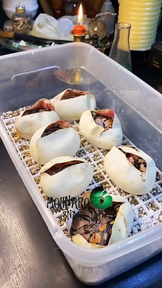 Egg Tooth!